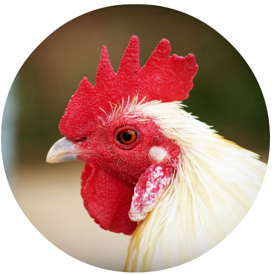 About Us - River View Farms, Inc